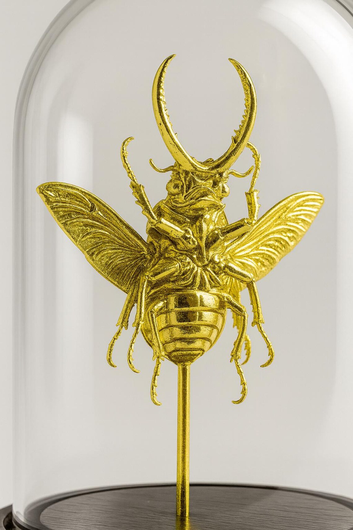 Taxidermy Saw Tooth Stag Beetle (lamprima Adolphinae): Luxury 24kt Gold ...