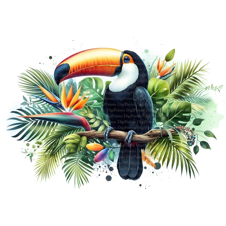 5 Tropical Toucan, Digital Download, No Background, Transparent PNG ...