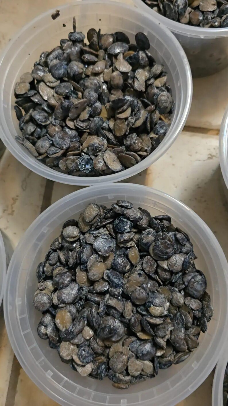 Fresh Iru (locust Beans, Dawadawa, Wet Iru) - Etsy