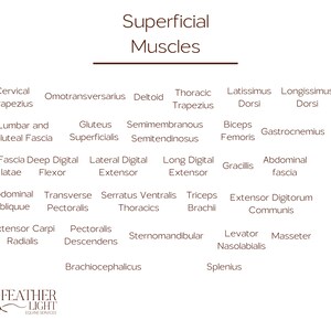 Equine Superficial Muscle Graphics- Horse Anatomy - Horse Muscular ...