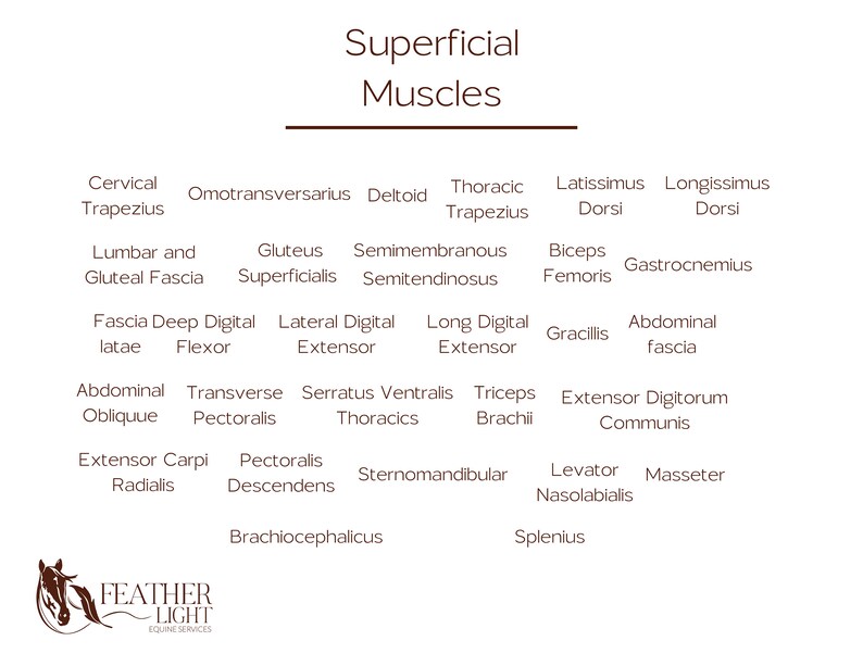 Equine Superficial Muscle Graphics- Horse Anatomy - Horse Muscular ...