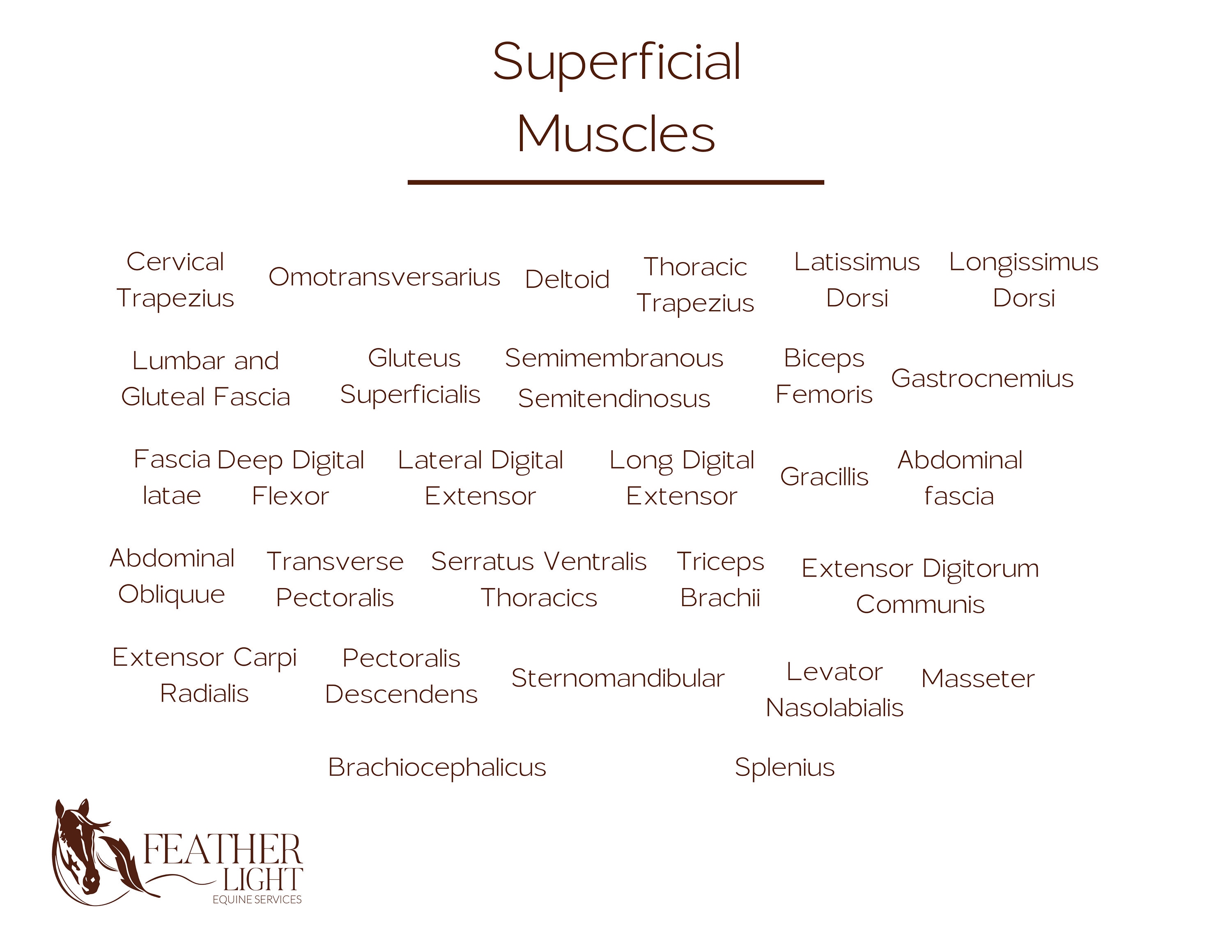 Equine Superficial Muscle Graphics- Horse Anatomy - Horse Muscular ...