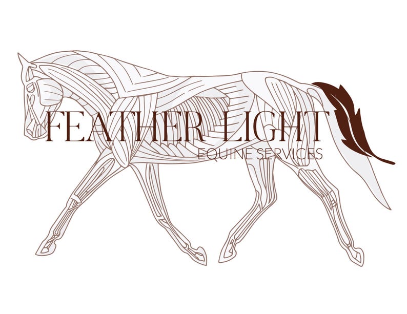Equine Superficial Muscle Coloring Sheet- Horse Anatomy - Horse ...