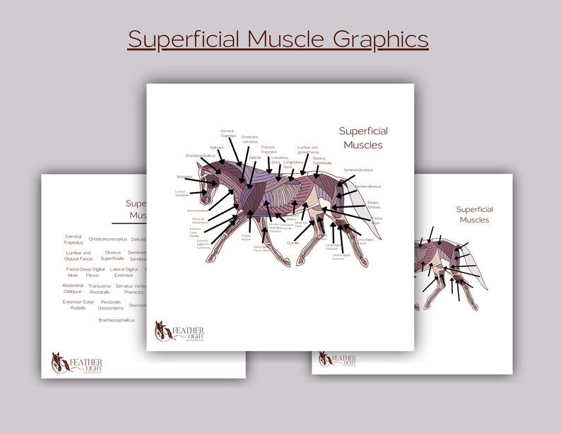Equine Superficial Muscle Graphics- Horse Anatomy - Horse Muscular ...