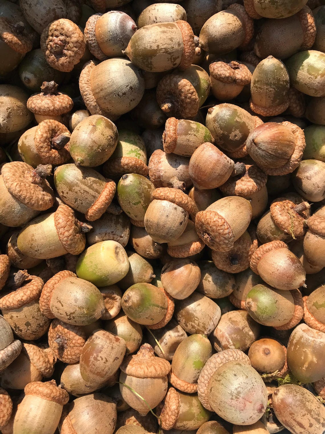 Northern Red Oak Acorns, 10 Lbs, Freshly Hand-picked, Wildlife Food - Etsy