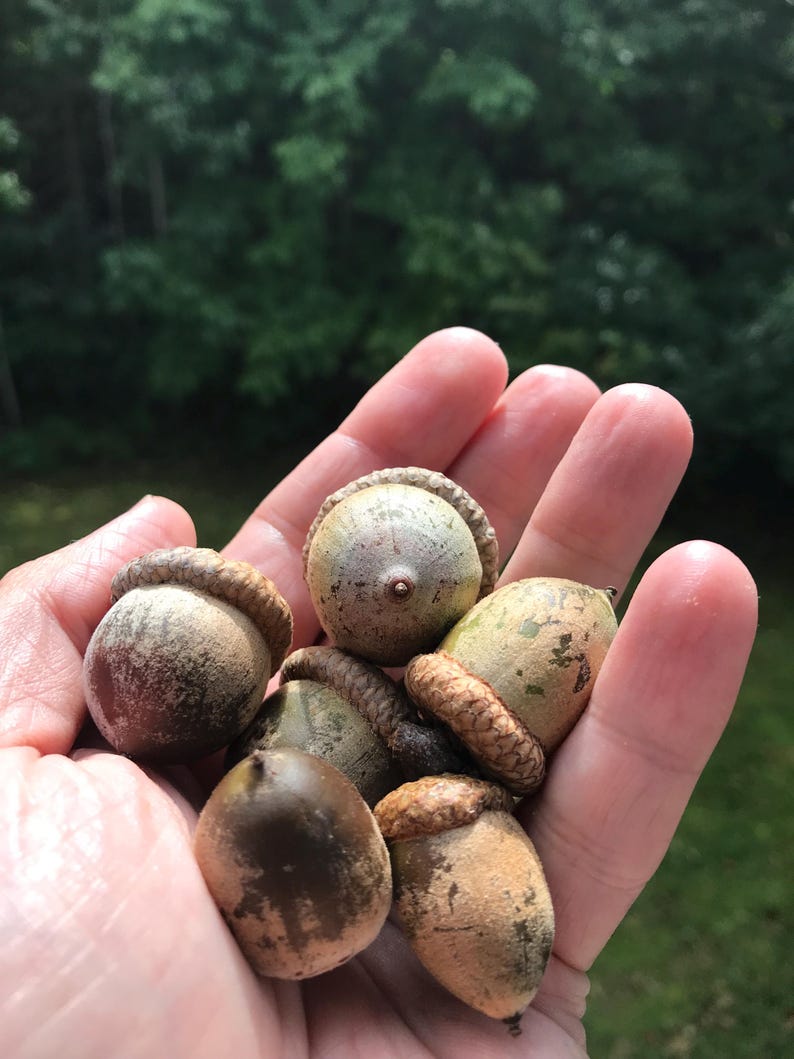 Northern Red Oak Acorns, 10 Lbs, Freshly Hand-picked, Wildlife Food - Etsy