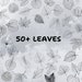 50 Leaves Bundle, Leaf Clipart, Cut Files, Circut Silhouette, Digital ...