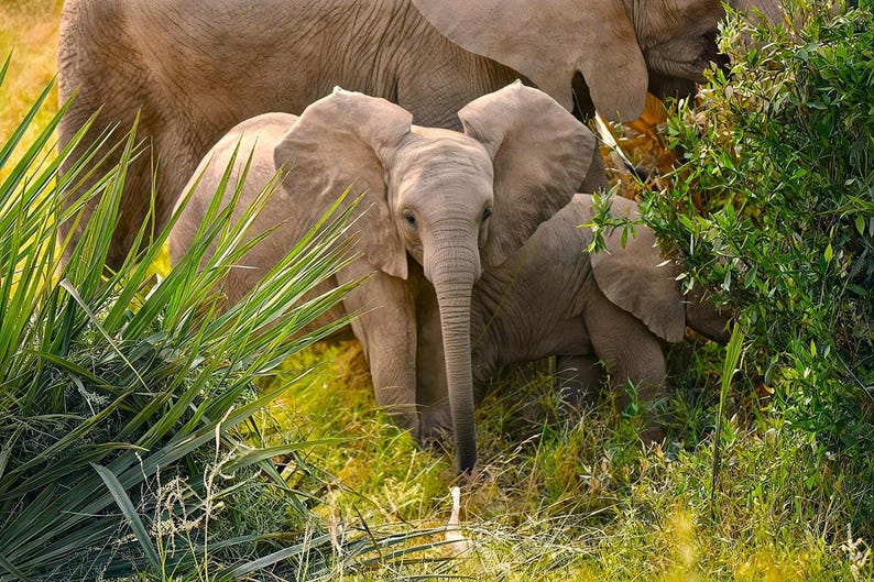 African Baby Elephant Portrait | High Res, Fine Art Digital Photography ...