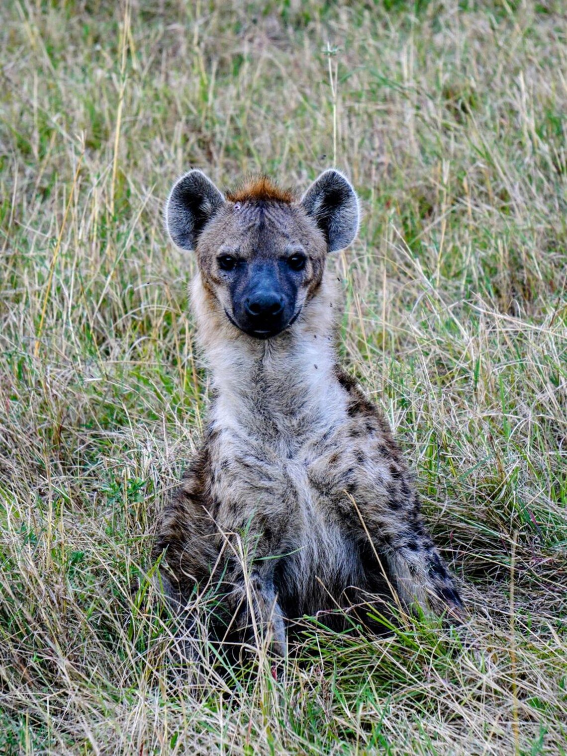 Maasai Mara Hyena Sitting on the Grass | Fine Art Digital Photography ...
