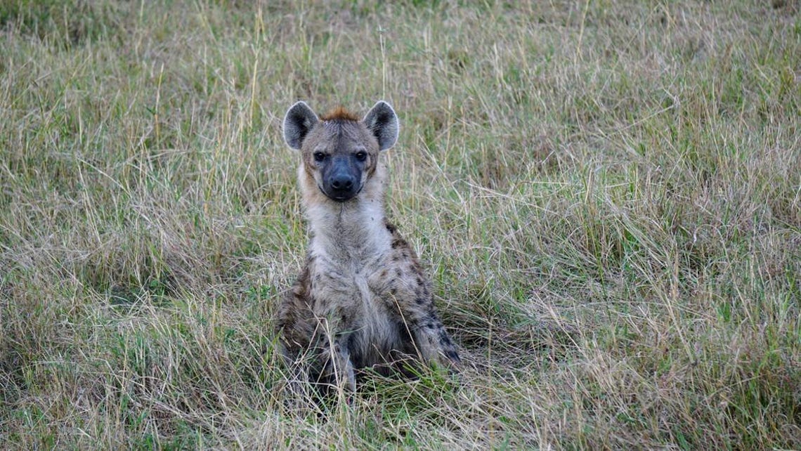 Maasai Mara Hyena Sitting on the Grass | Fine Art Digital Photography ...