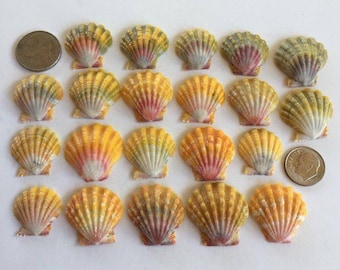 NorthShore Shells of O'ahuHawaiian Seashells & by NorthShoreShells