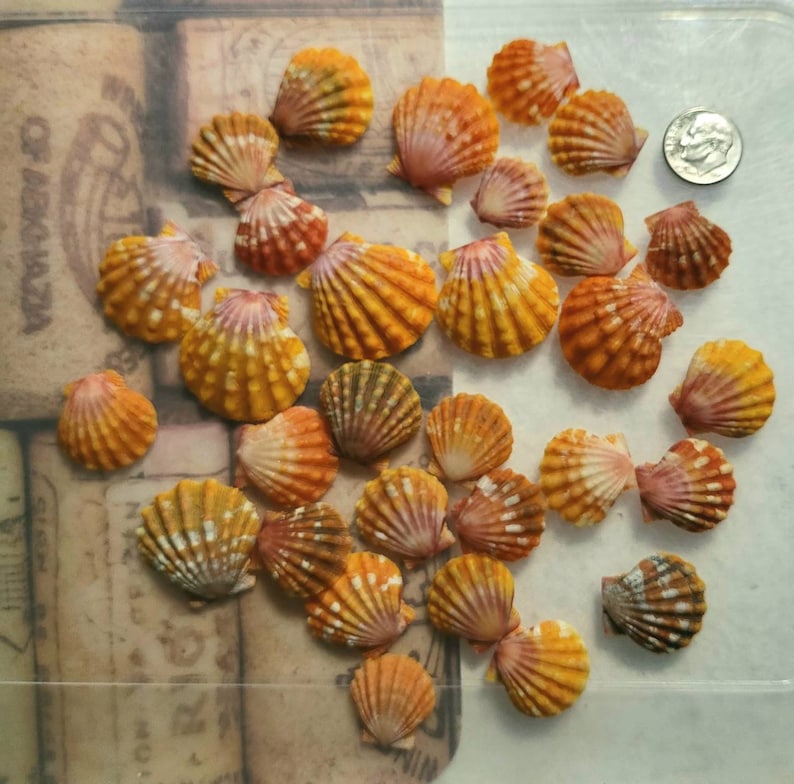 Hawaiian Orange Sunrise Shell Seashell Jewelry Bulk Hawaii - Etsy