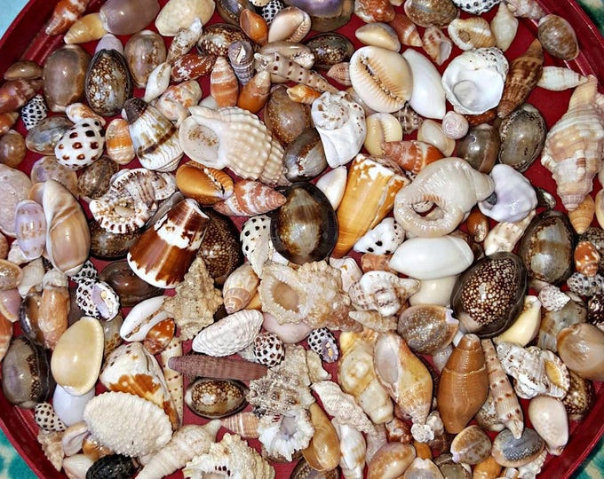 Small Hawaiian Cone Shells Handpicked From Oahu Beaches for Jewelry ...