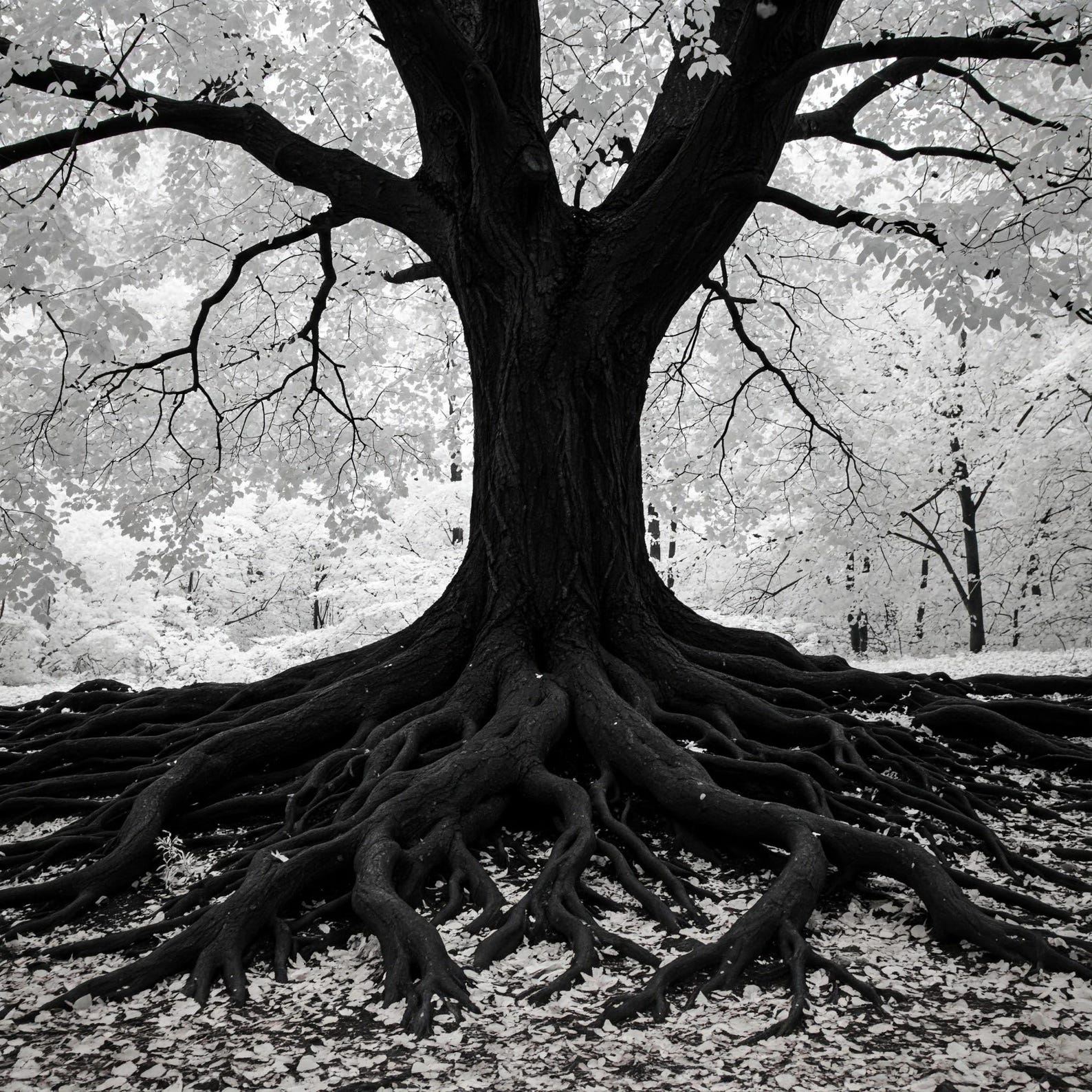 Black Trunk Big Roots Tree Wallpaper for Android and iPhone - Etsy