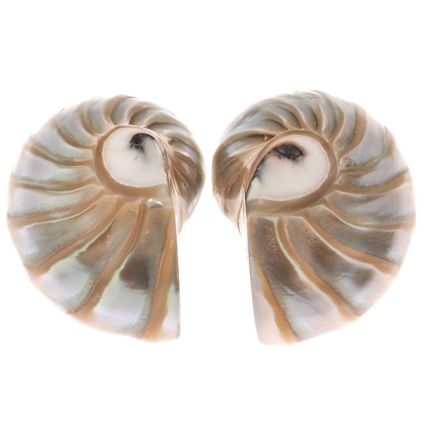 Nautilus Shell - Etsy