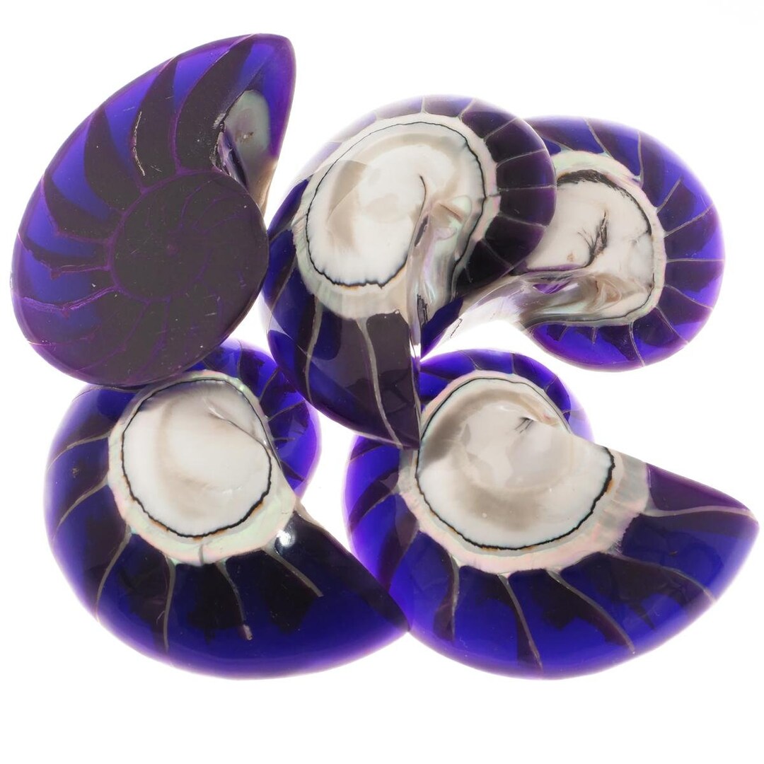 Exposed Chamber Nautilus Shell Purple Resin Fill Focal Bead Cab ...