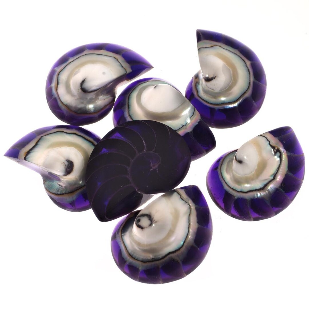 Exposed Chamber Nautilus Shell Purple Resin Fill Focal Bead Cab ...