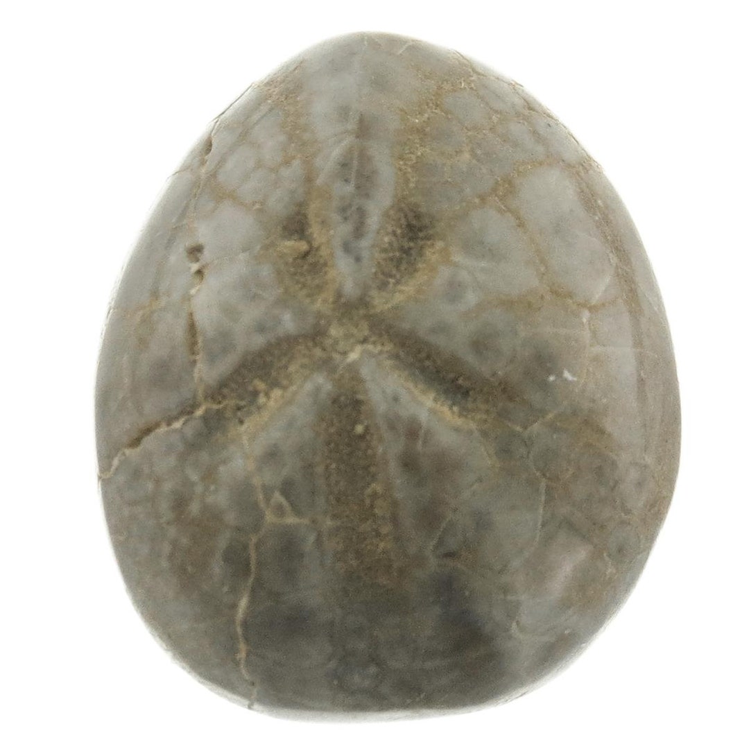 7/8 Genuine Madagascar Sand Dollar Fossil Cab Cabochon - Etsy