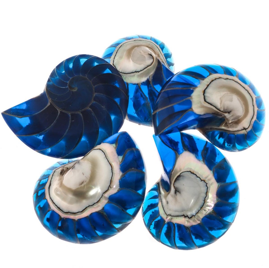 Exposed Chamber Nautilus Shell Blue Resin Fill Focal Bead Cab Cabochon ...