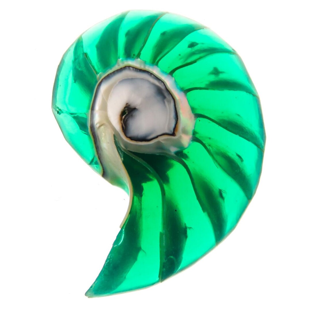 Genuine Exposed Chamber Nautilus Shell Green Focal Bead Cab Cabochon, 1 ...