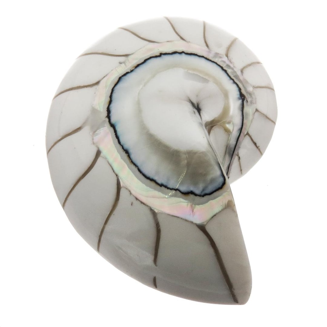 Exposed Chamber Nautilus Shell White Resin Fill Focal Bead Cab Cabochon ...