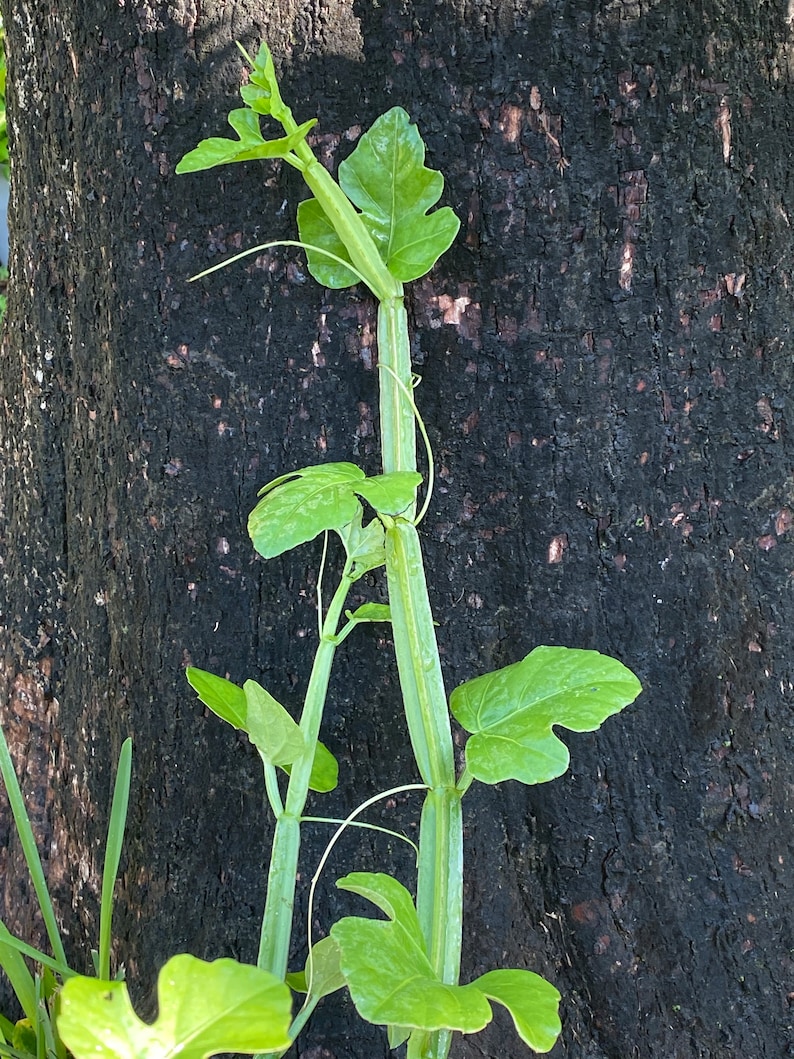 Pirandai/nalleru Plant - Etsy