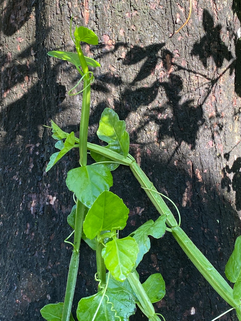 Pirandai/nalleru Plant - Etsy