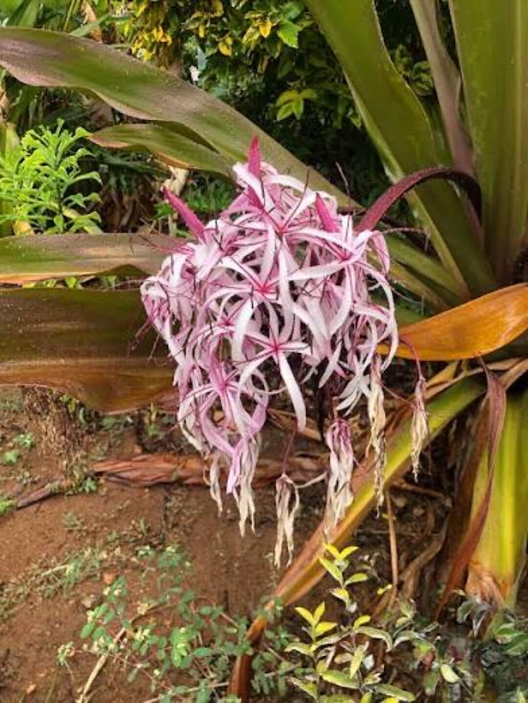 Giant White Spider Lily Sprouted Bulbs - Etsy