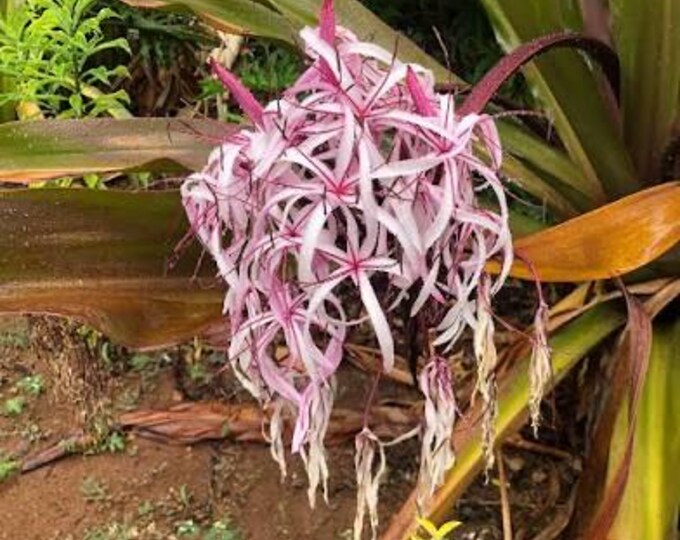 Giant White Spider Lily Sprouted Bulbs - Etsy