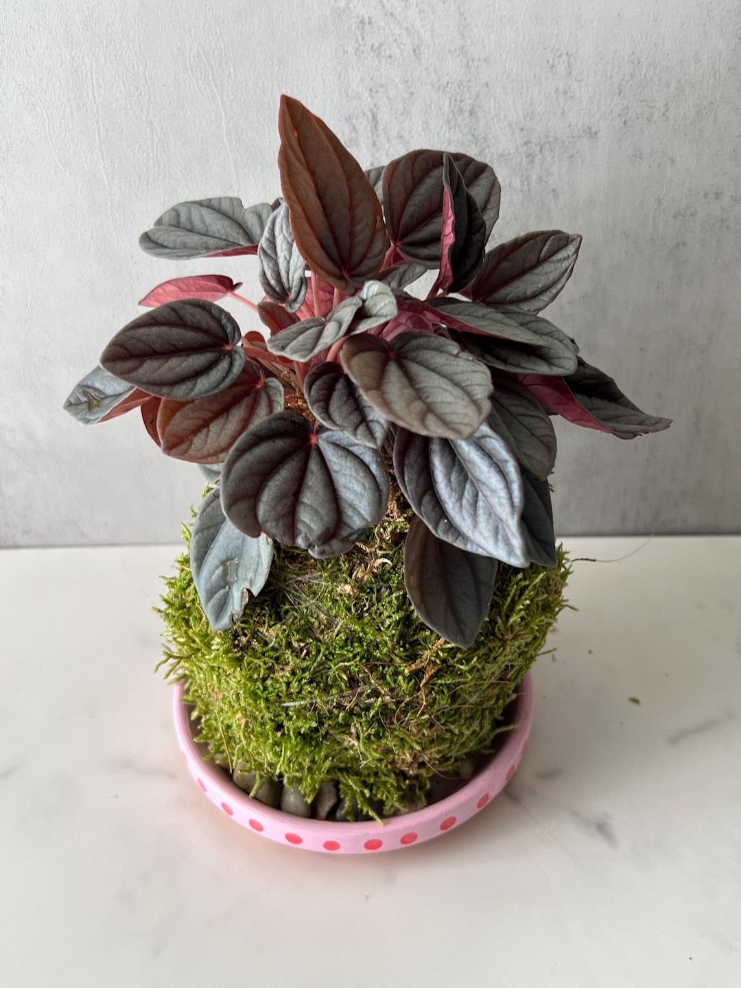 Peperomia Kokedama Plant | Indoor Greenery | Beautiful Decorative Plant ...