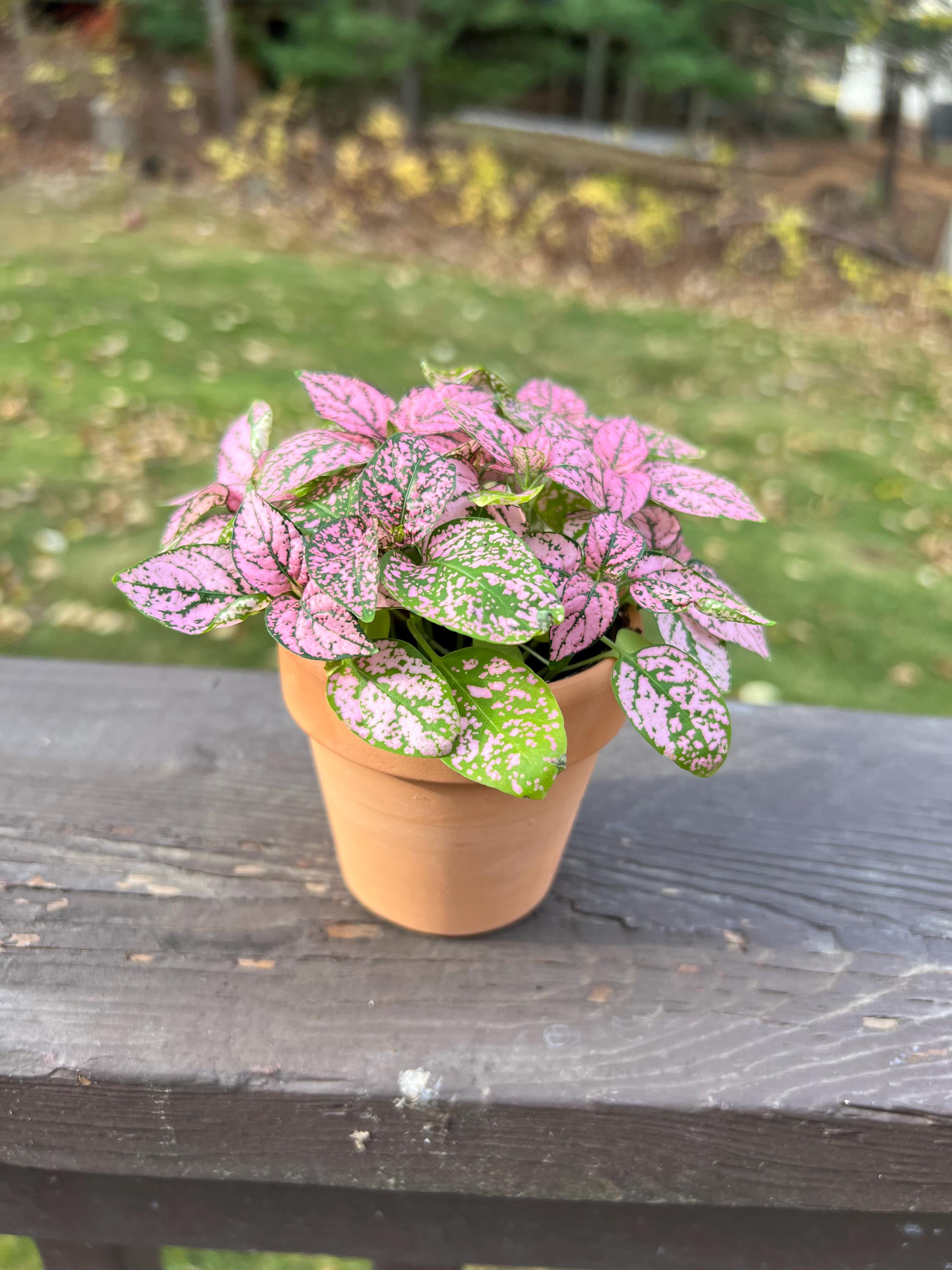 Hypoestes Pink polka Dot Plant - Etsy