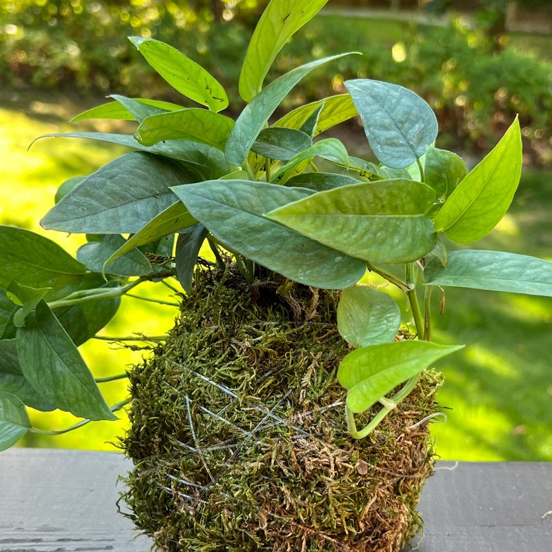 Cebu Blue Pothos - Etsy