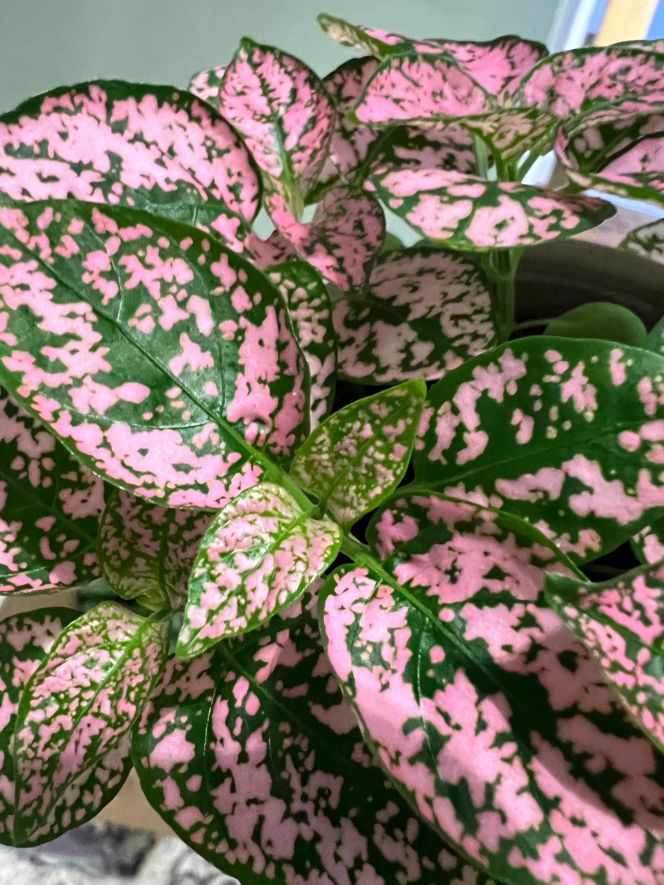 Hypoestes Pink polka Dot Plant - Etsy