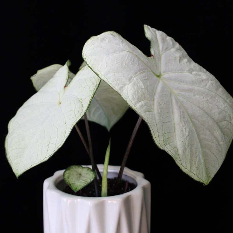 Moonlight Caladium - Etsy