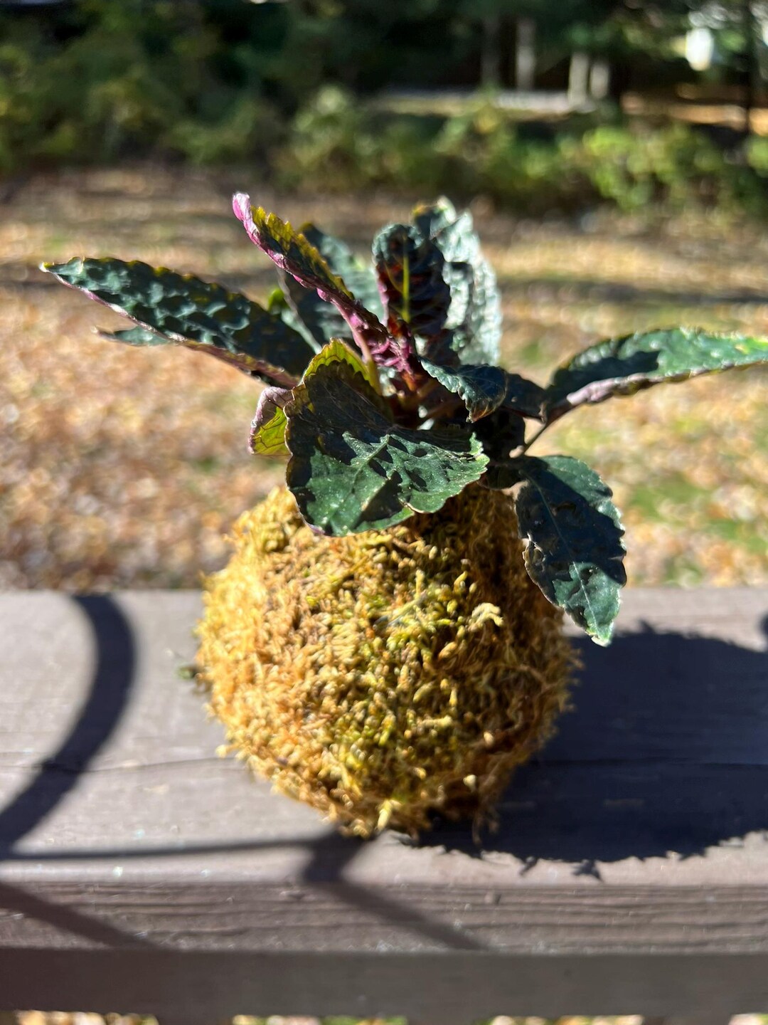 Handcrafted Moss Ball Planter Live Indoor Plant Kokedama for Natural ...