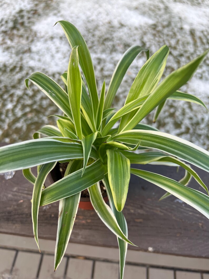 4-inch Spider Plant Easy-care Houseplant Chlorophytum Comosum for ...