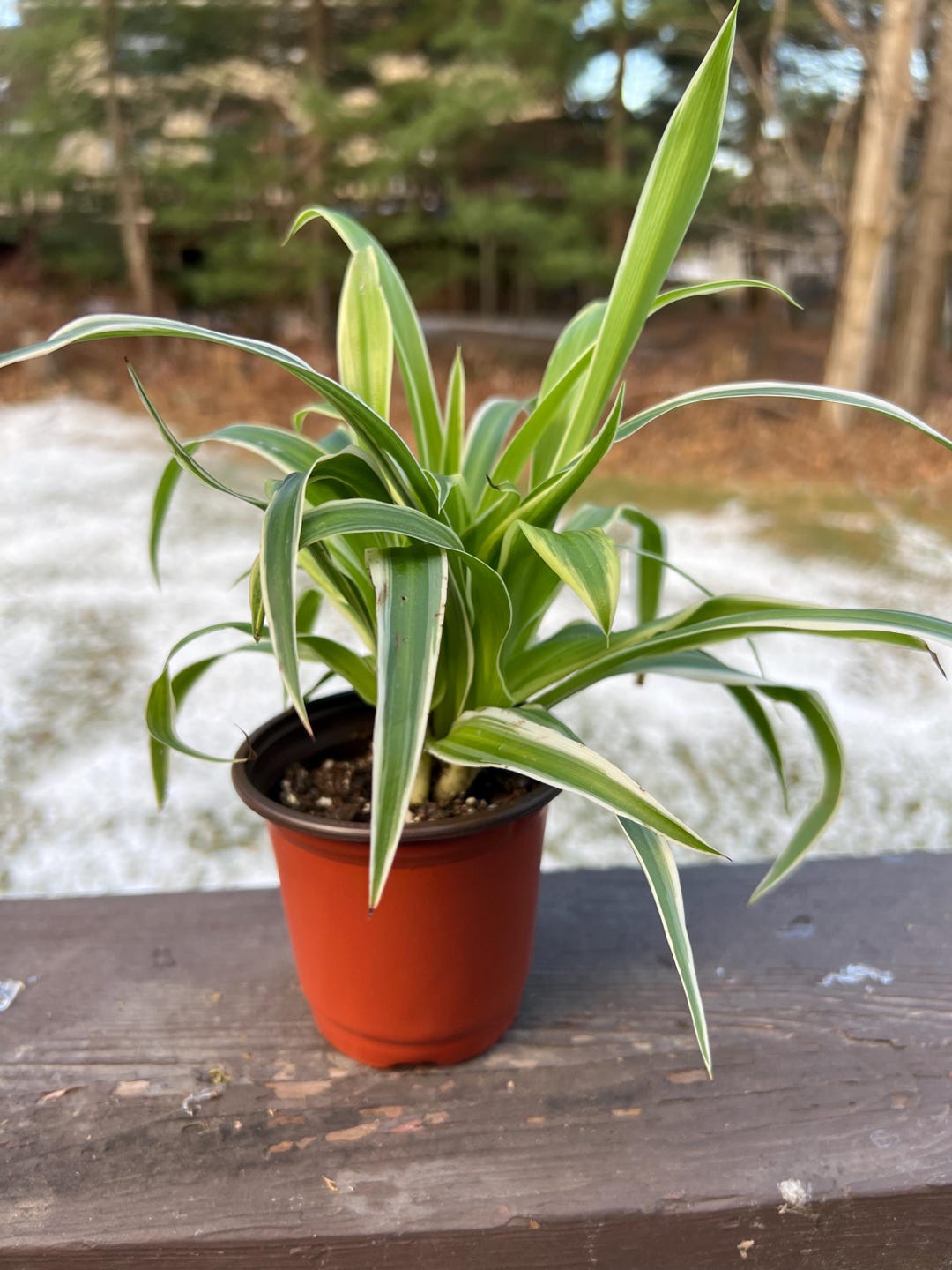 4-inch Spider Plant Easy-care Houseplant Chlorophytum Comosum for ...