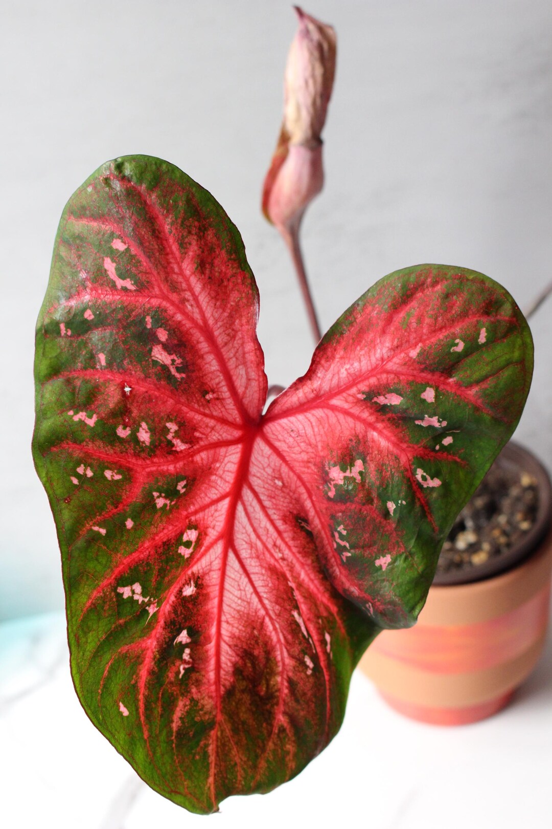 Rare Caladium ‘radiant Red’ – Live Plant in 4” Pot – Vibrant Foliage ...
