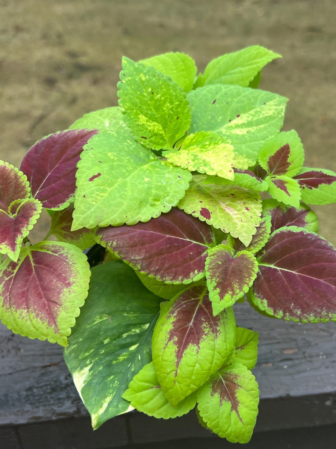 Vibrant Coleus & Pothos Plant in 4-inch Pot – Colorful Indoor/outdoor ...