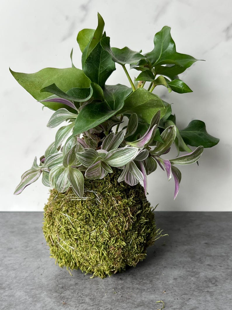 Tradescantia Nanouk & Tree Ivy Kokedama Set, Stunning Indoor Plant Art ...