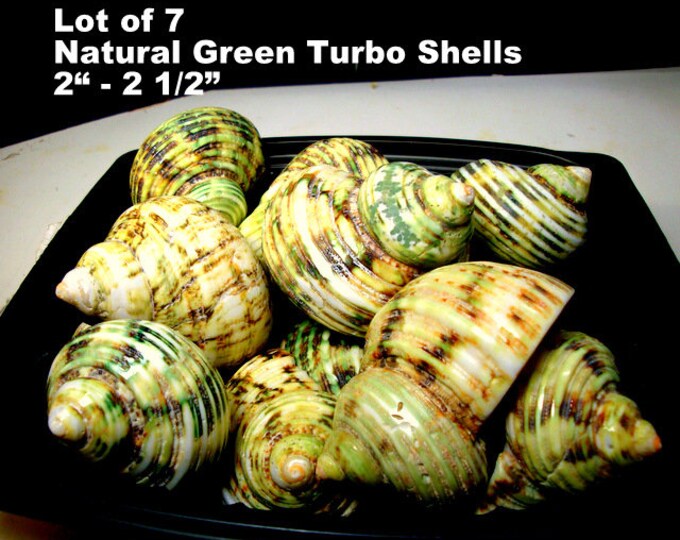 Priced to Sell Turbo Green Bruneus Seashell Natural Green - Etsy