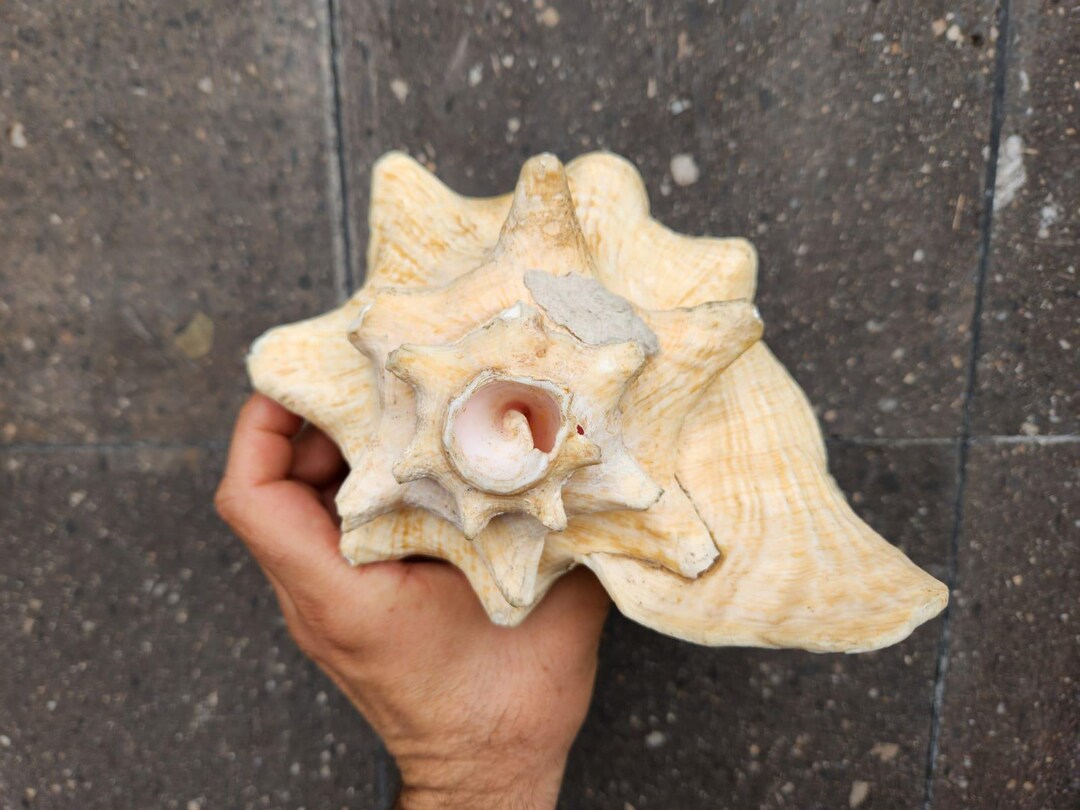 Pre Columbian Aztec Maya Conch Shell Trumpet - From Mexico - Etsy UK