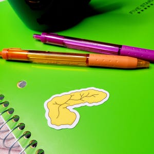 Pancreas Vinyl Sticker -unique Artwork, Water-resistant, 4 Sizes & 5 ...