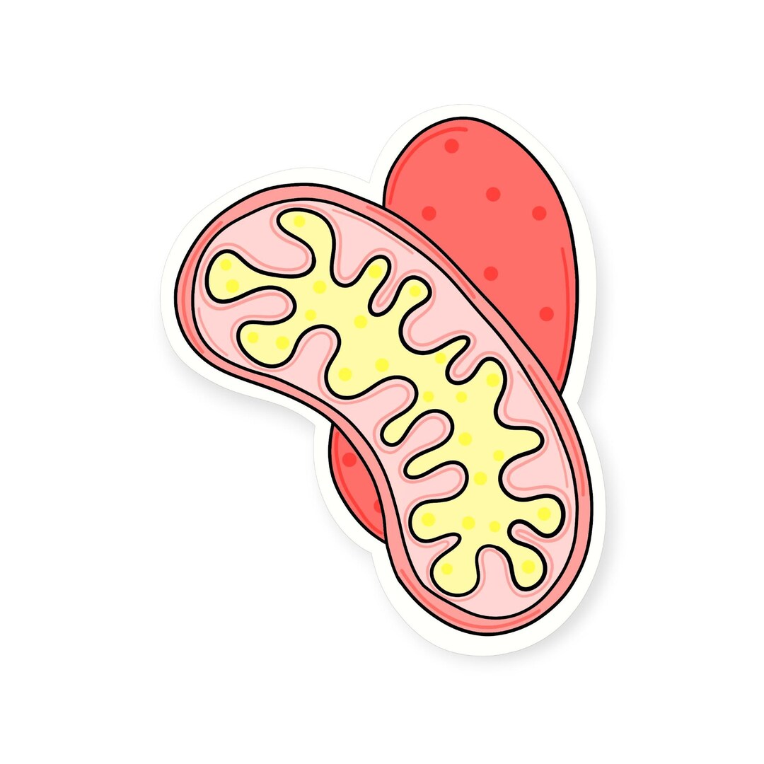 Mitochondria Vinyl Sticker – Cute Cartoon Biology Art, Cellular Anatomy ...