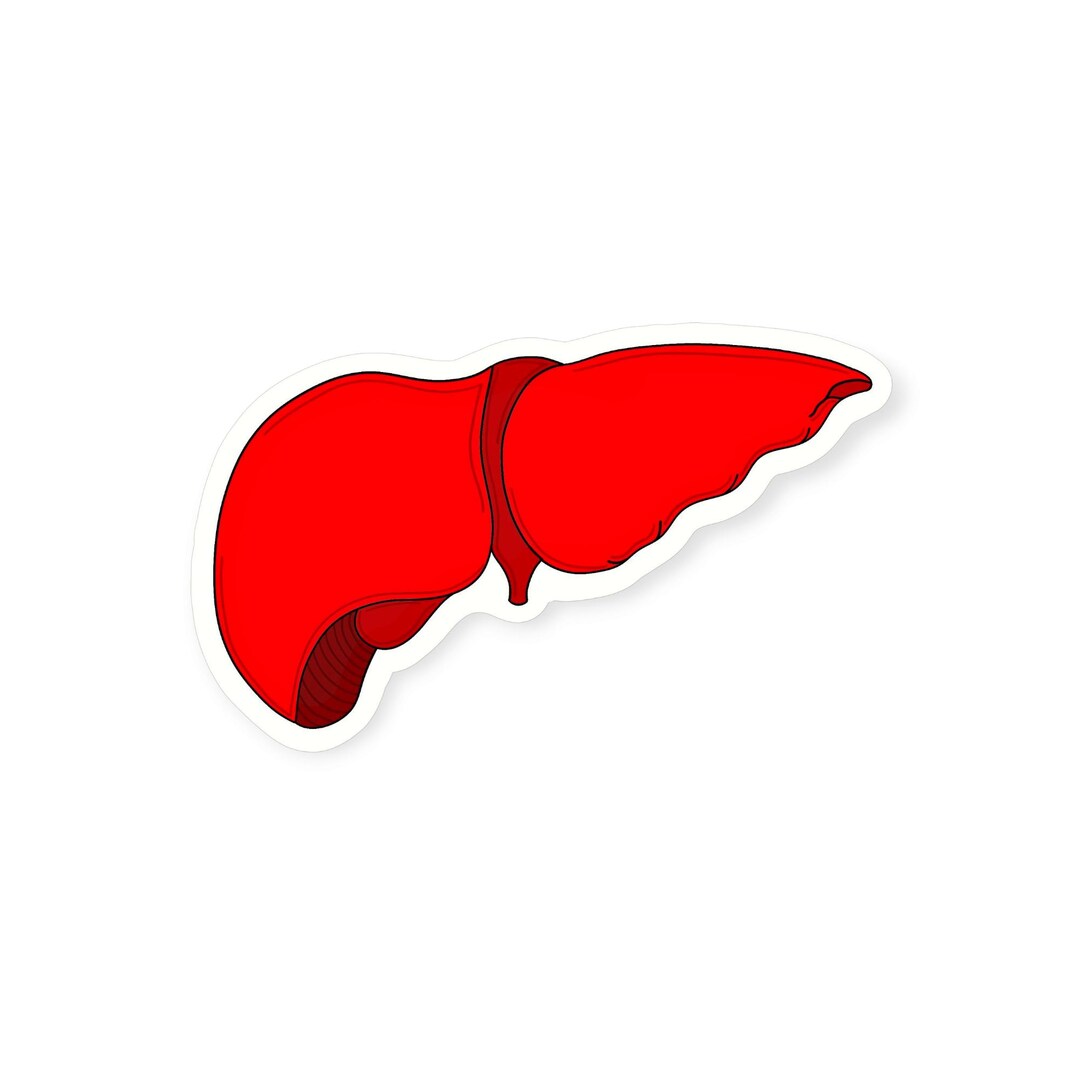Liver Cartoon Vinyl Sticker: Unique Anatomy Art Gift - Etsy