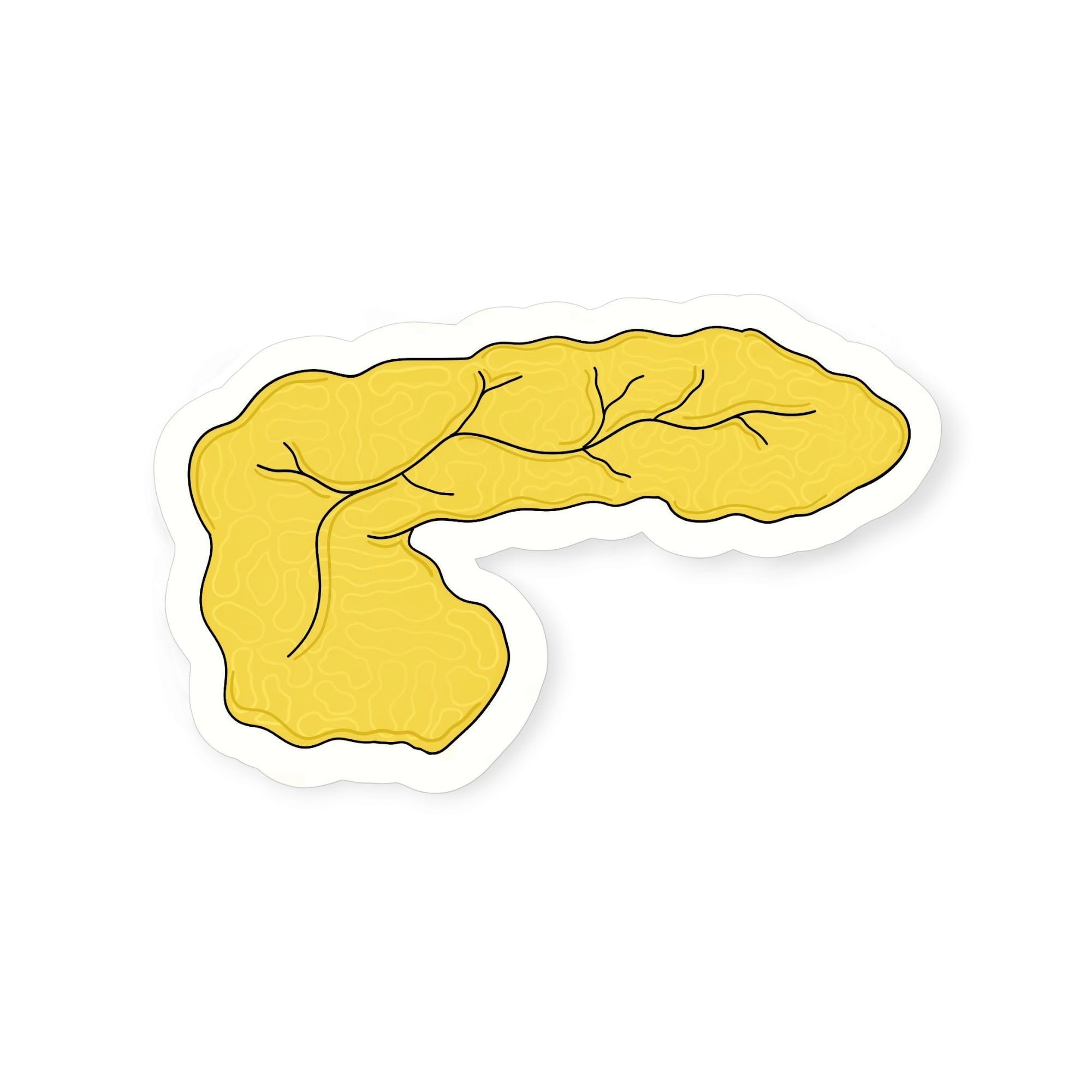 Pancreas Vinyl Sticker -unique Artwork, Water-resistant, 4 Sizes & 5 ...