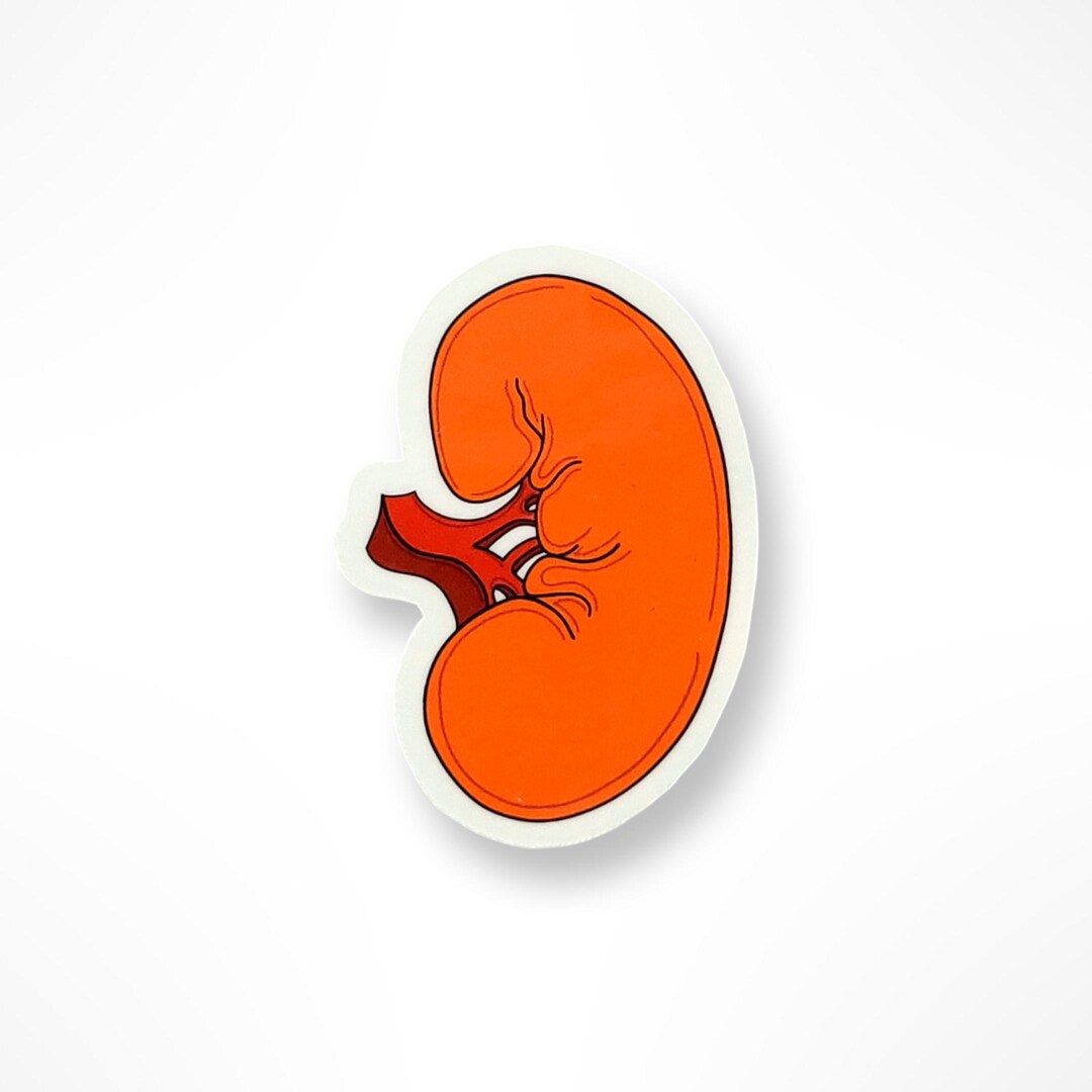 Kidney Vinyl Sticker unique Artwork, Water-resistant, 3 Sizes & 5 ...