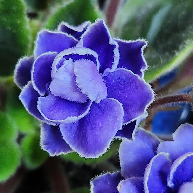 African Violets Jolly - Etsy