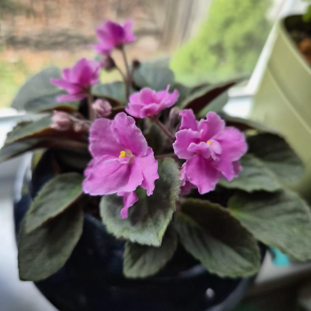 African Violet 2 Leaf Cuttings - Miniature Jolly Fun - Etsy