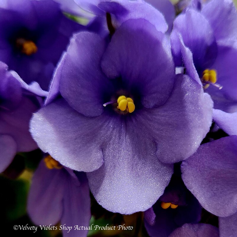 Blue Violet - Etsy